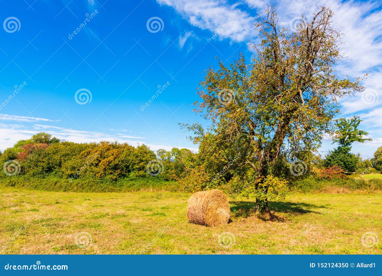 Hay Bale Under Tree on Countryside in Normandy France Stock Photo ...