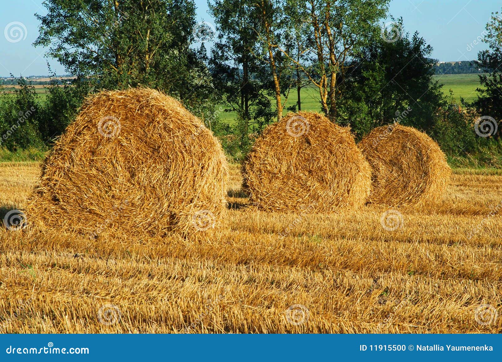 Hay bales stock photo. Image of crop, harvest, land, gold - 11915500
