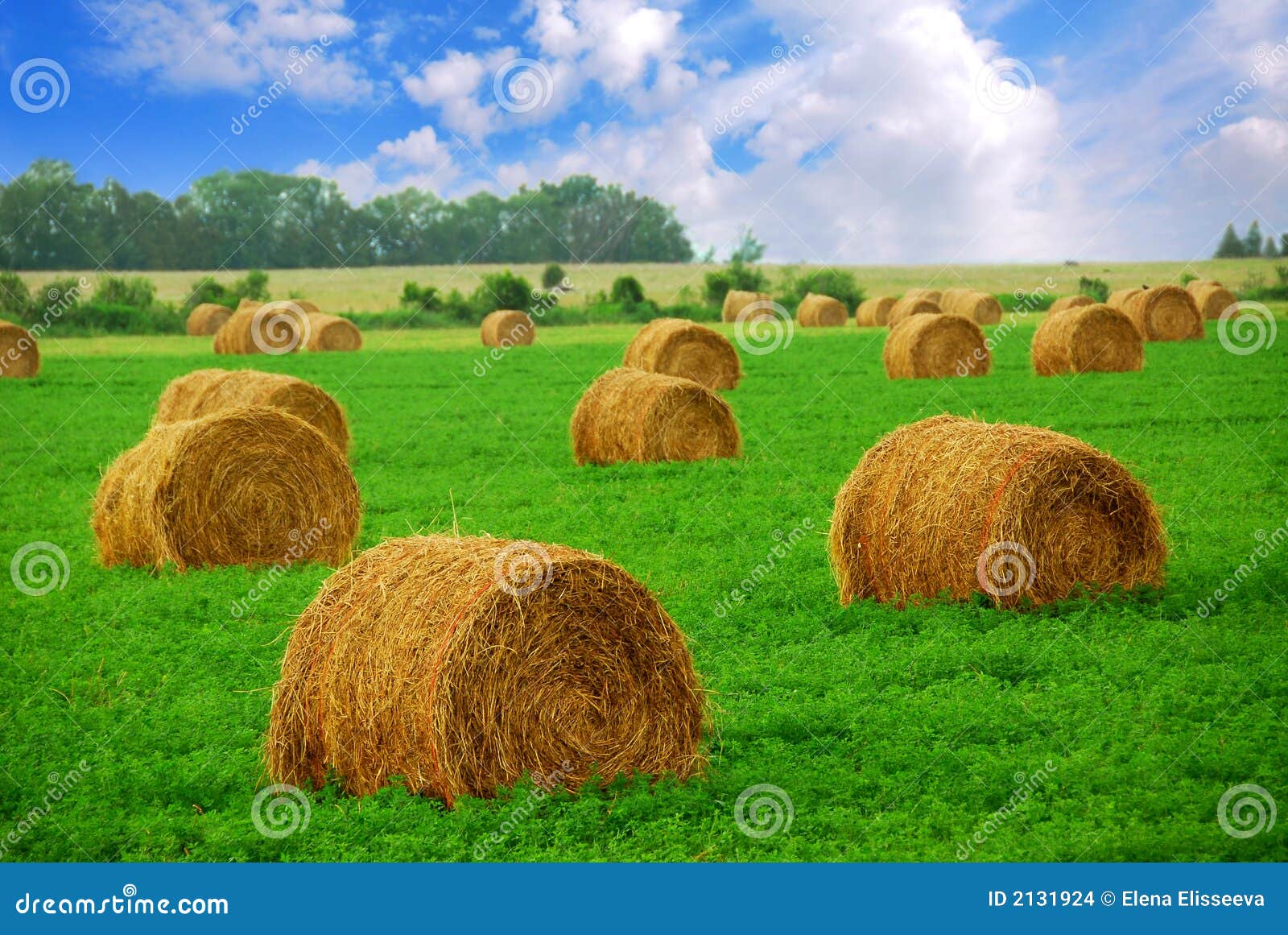 Hay bales stock photo. Image of growing, countryside, farms - 2131924