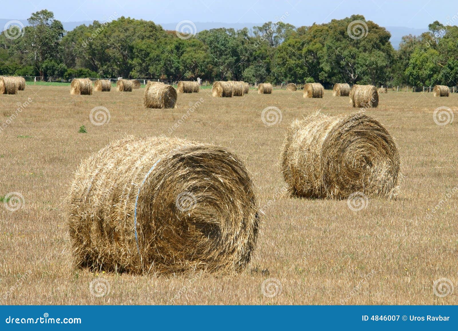 Hay bales stock image. Image of farm, forest, gold, outside - 4846007