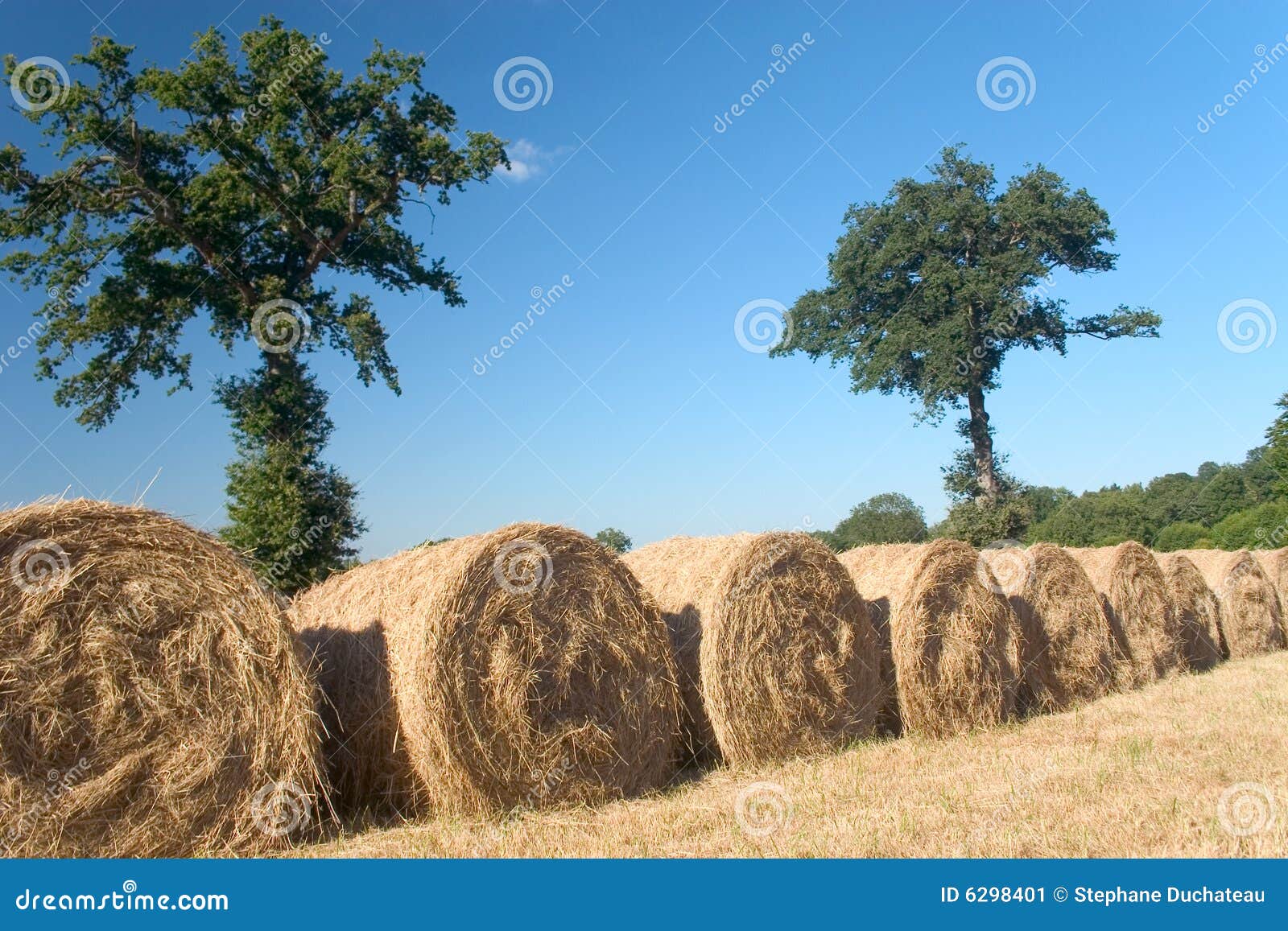 Hay bales stock image. Image of straw, grass, tree, summer - 6298401