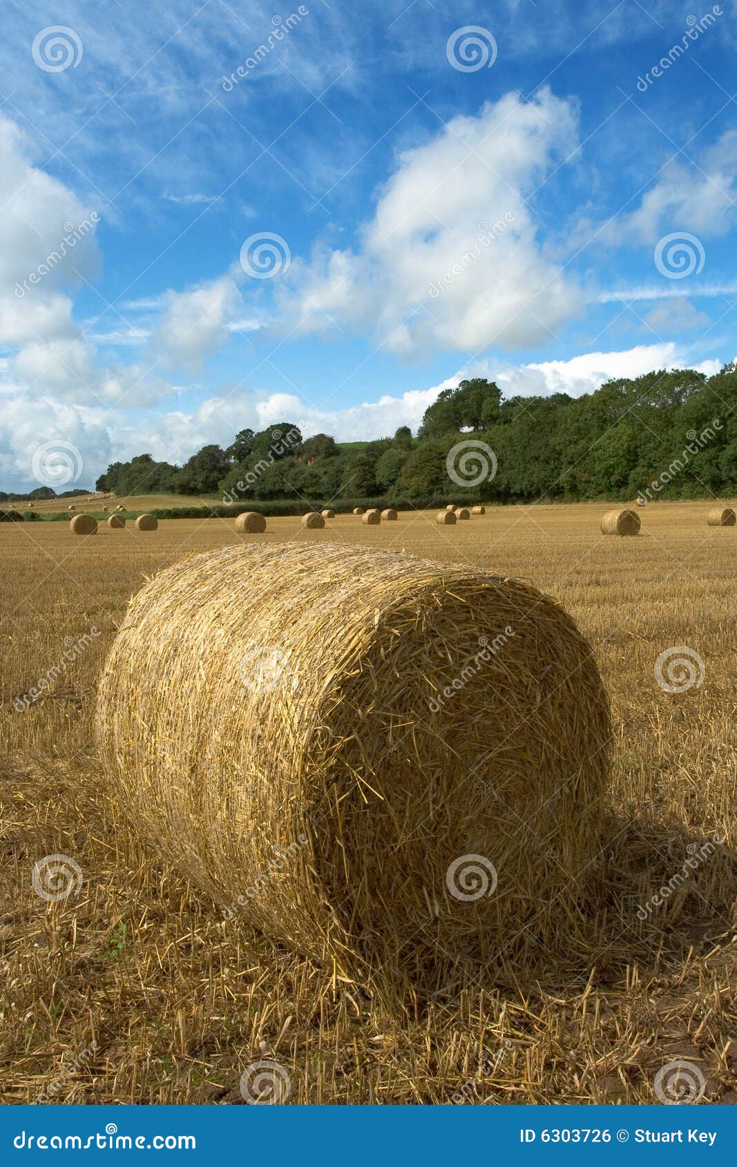 Hay bales stock photo. Image of farms, haybale, haybales - 6303726