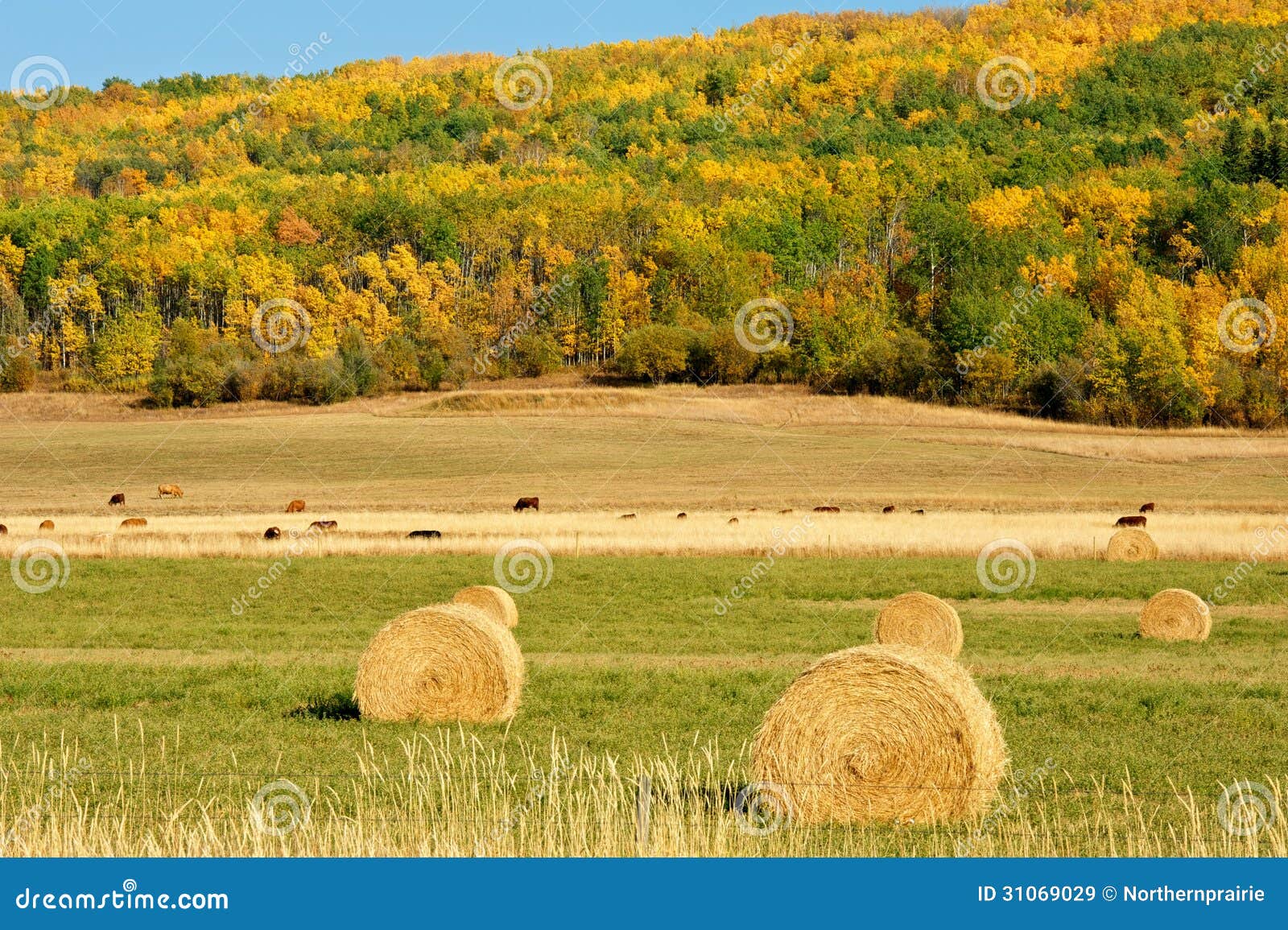 Hay Bales and Beef Cattle in Fall Stock Image - Image of farm, tree ...