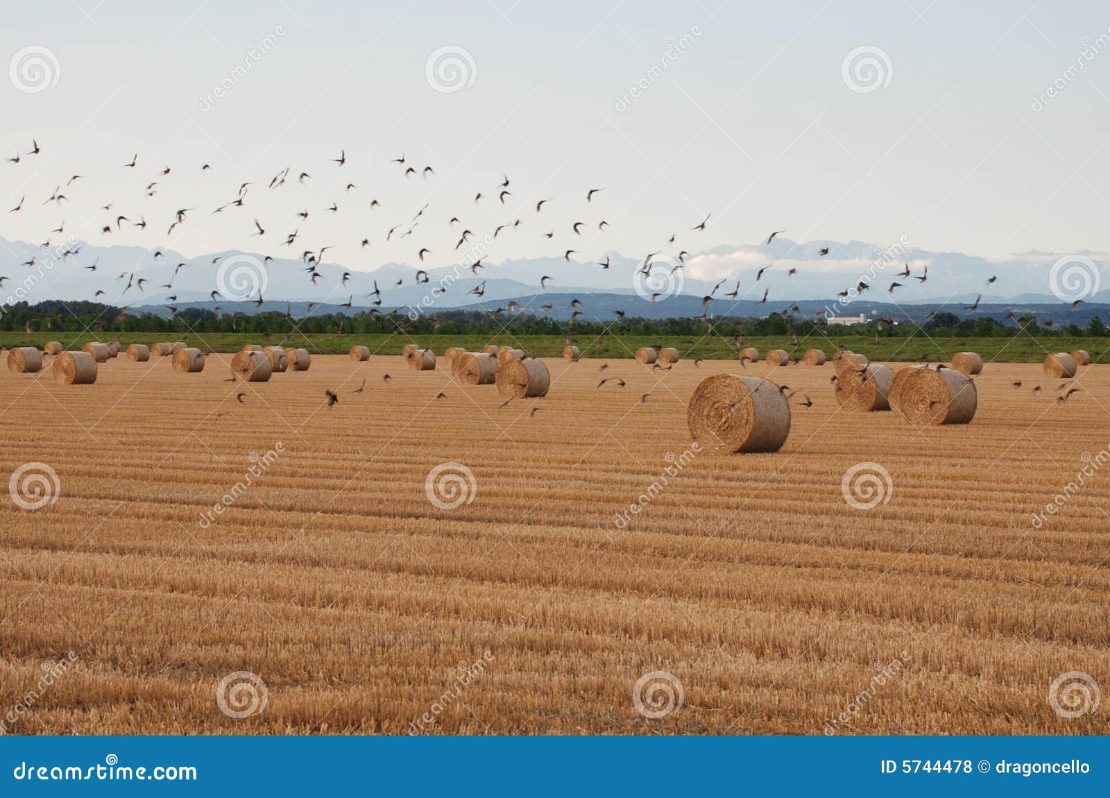 Hay Bales with Birds in Flight 2 Stock Photo - Image of round, stack ...
