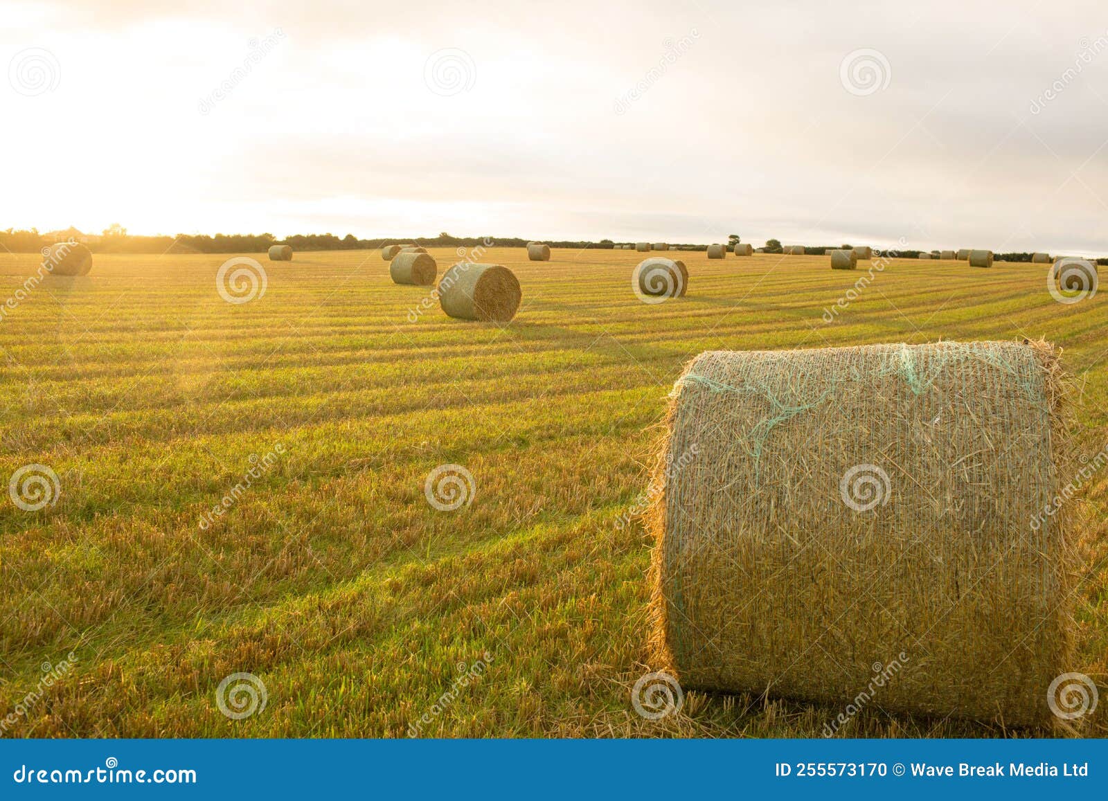 Hay Bales in the Countryside Stock Photo - Image of farmer, field ...