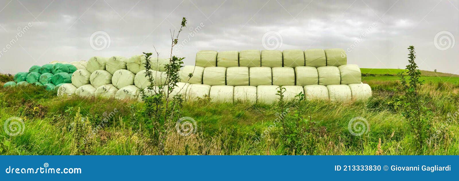 Hay Bales Covered by Plastic Stock Photo - Image of crop, nature: 213333830