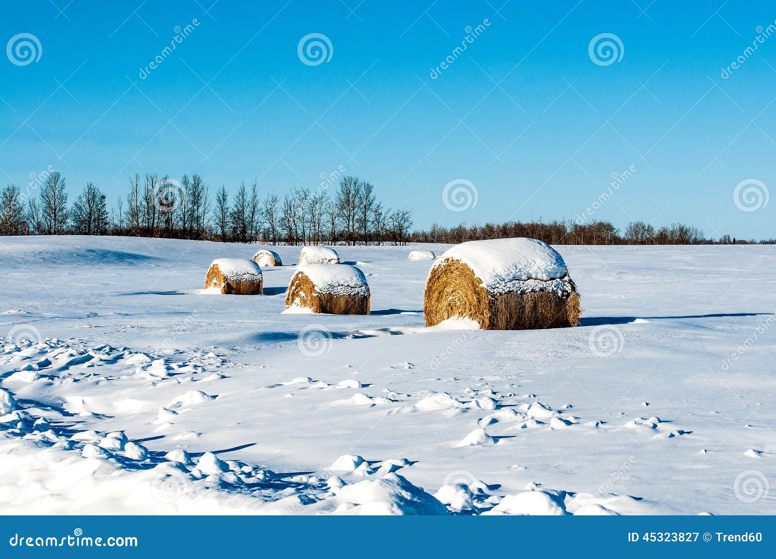 Hay Bales Covered in Snow stock image. Image of capped - 45323827