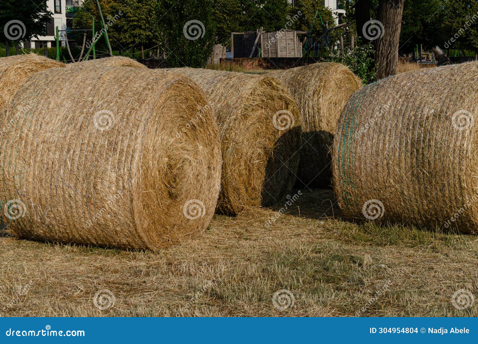 The Hay Bales are Drying in the Field. Stock Photo - Image of meadow ...