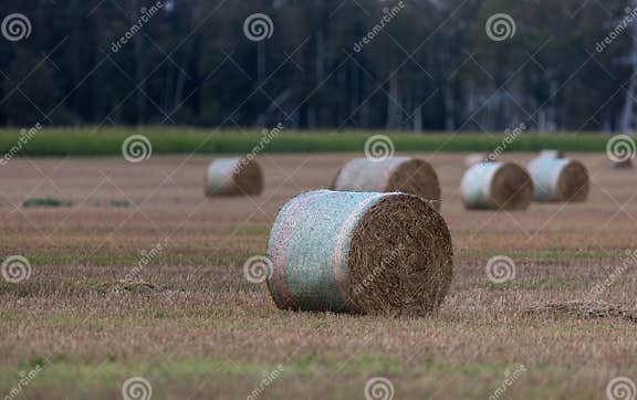 Hay Bales in the Evening Light of the Setting Sun S Rays Stock Photo ...