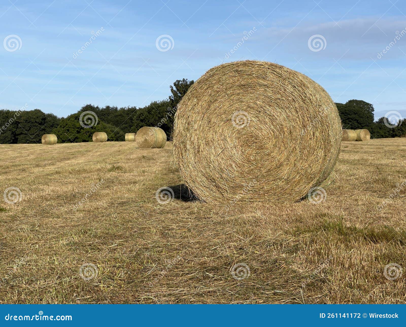 Hay bales in the farm stock photo. Image of farm, environment - 261141172
