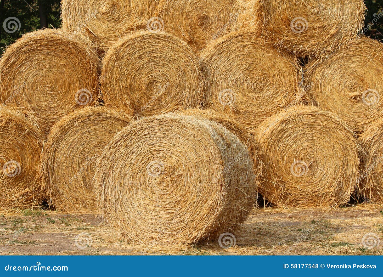 Hay bales stock photo. Image of curve, rolled, land, gold - 58177548