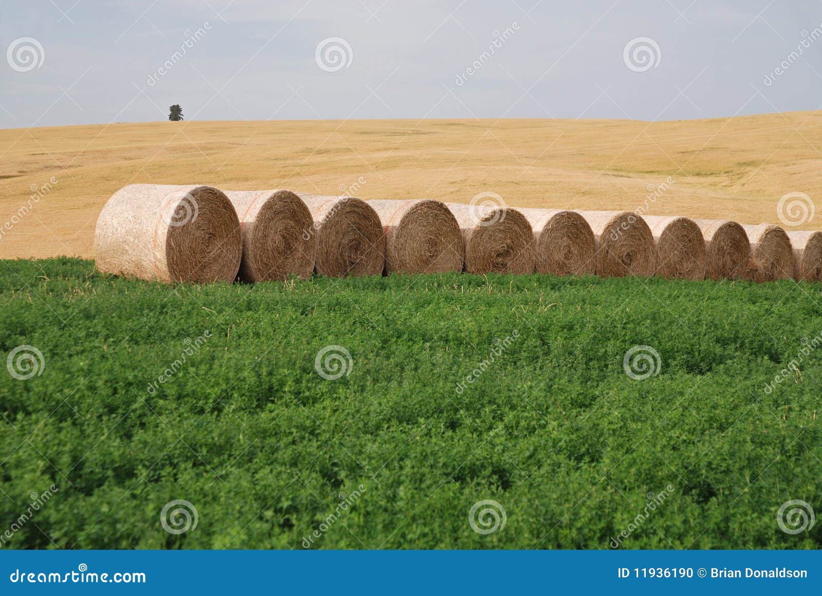Hay Bales on Farmland stock photo. Image of harvest, industry - 11936190