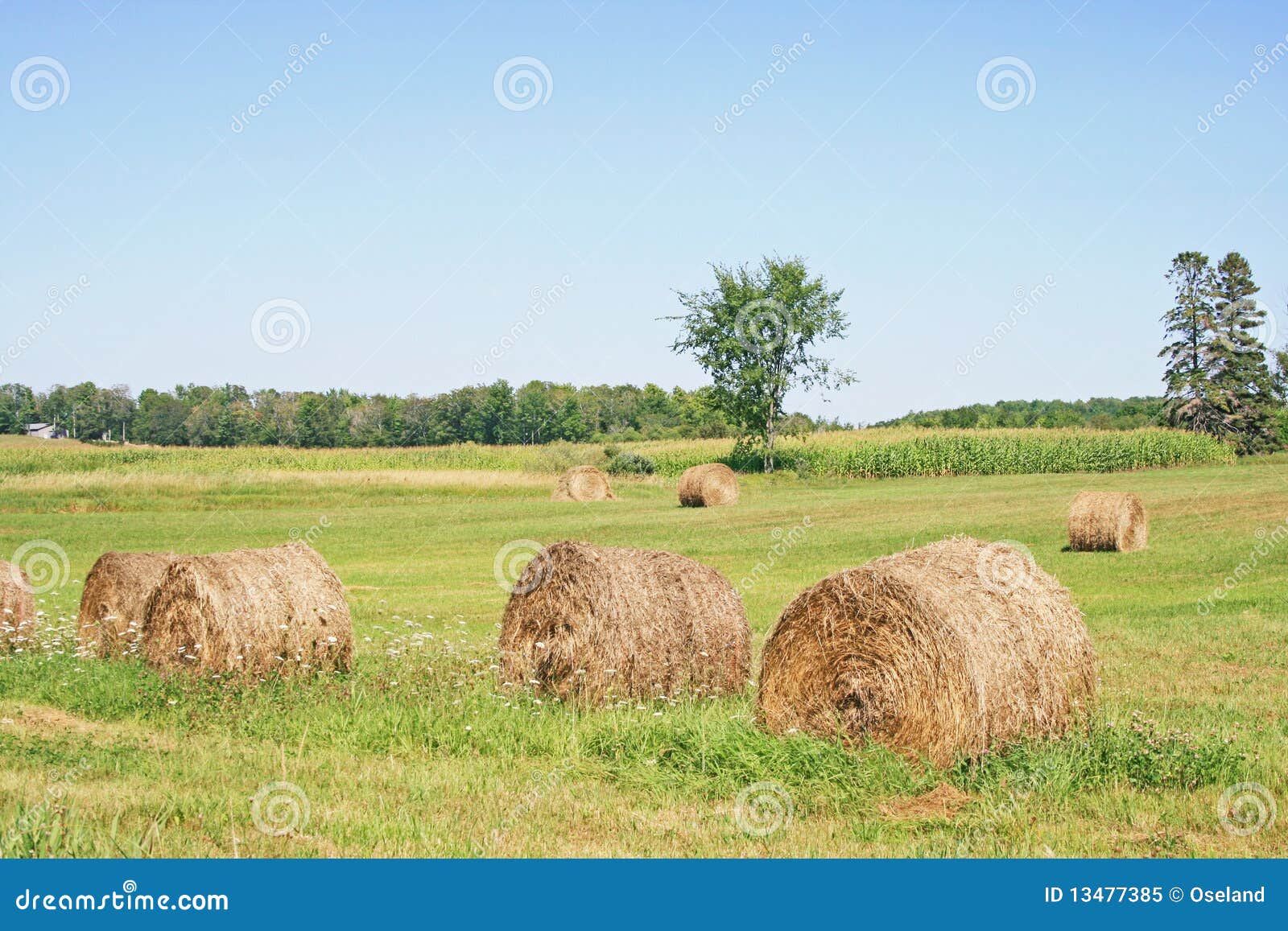 Hay Bales in Field stock image. Image of bales, animal - 13477385