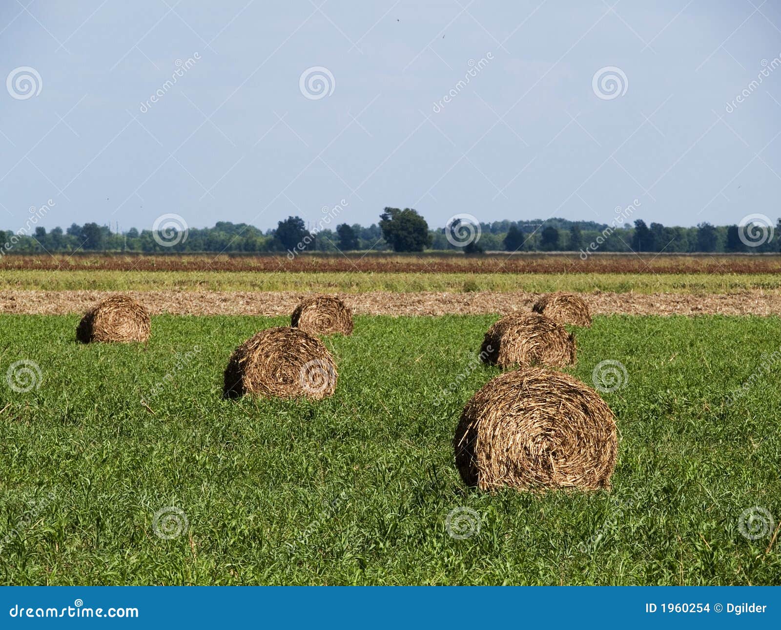 Hay Bales in Field stock photo. Image of agriculture, grass - 1960254