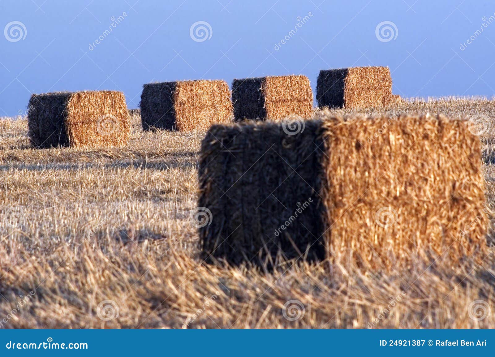 Hay Bales in a Field stock image. Image of close, crops - 24921387