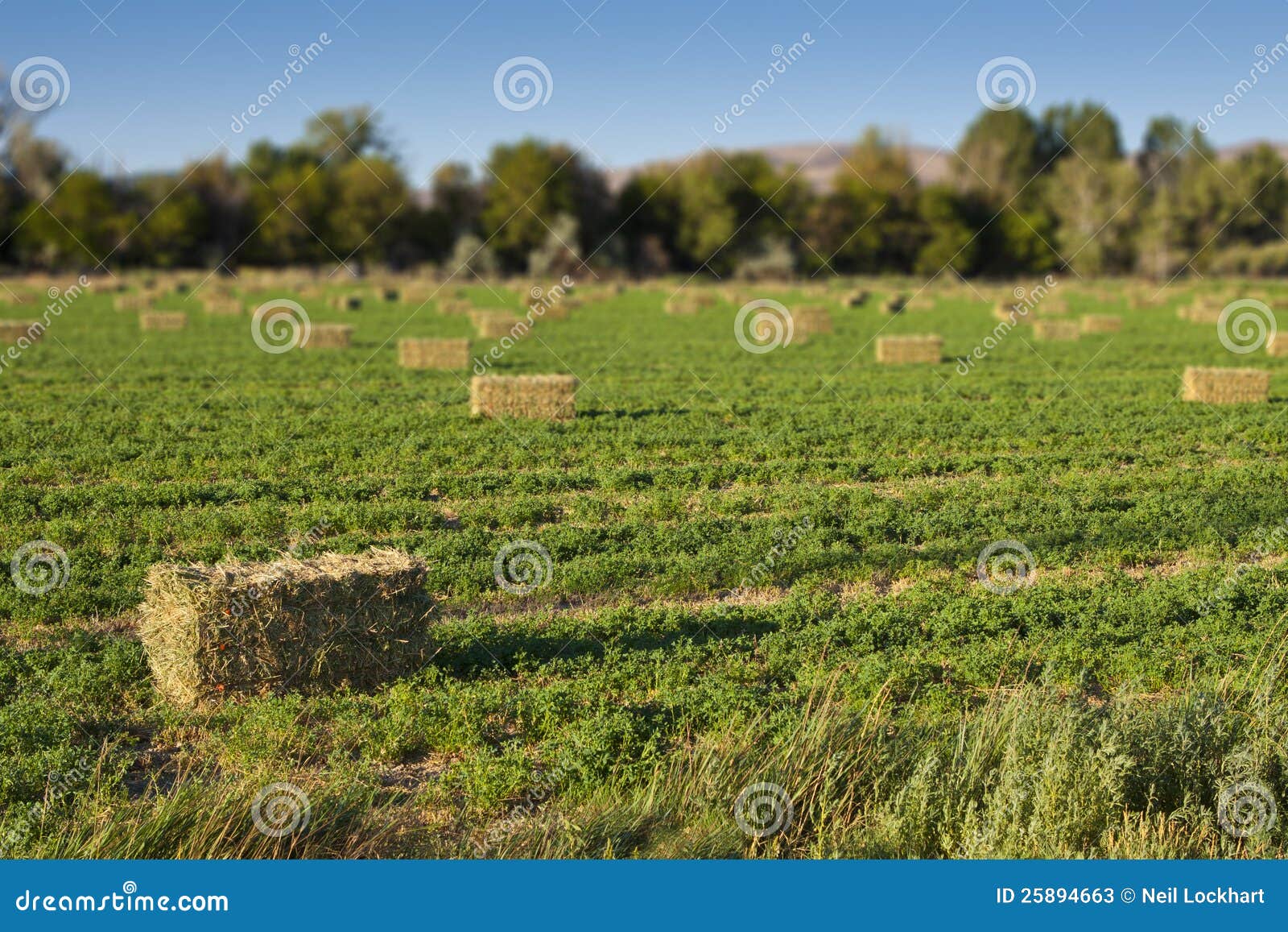 Hay Bales in Field stock image. Image of plow, green - 25894663