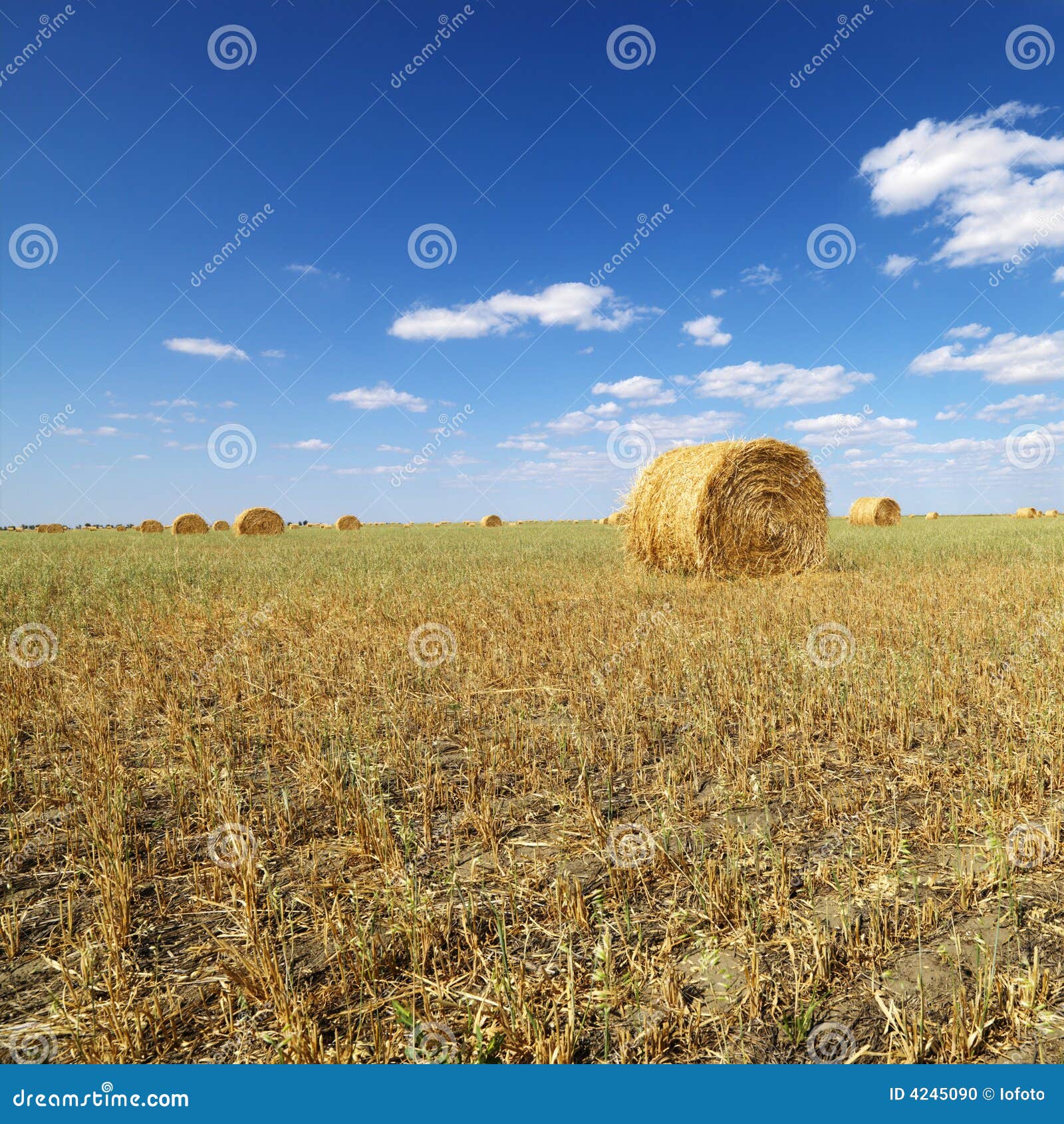 Hay bales in field. stock photo. Image of scene, color - 4245090