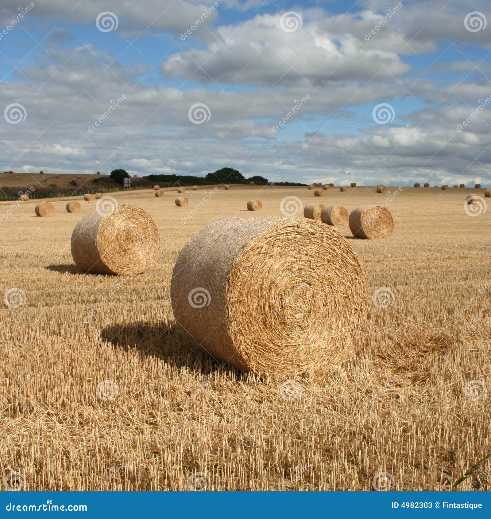 Hay bales in a field stock image. Image of fodder, field - 4982303