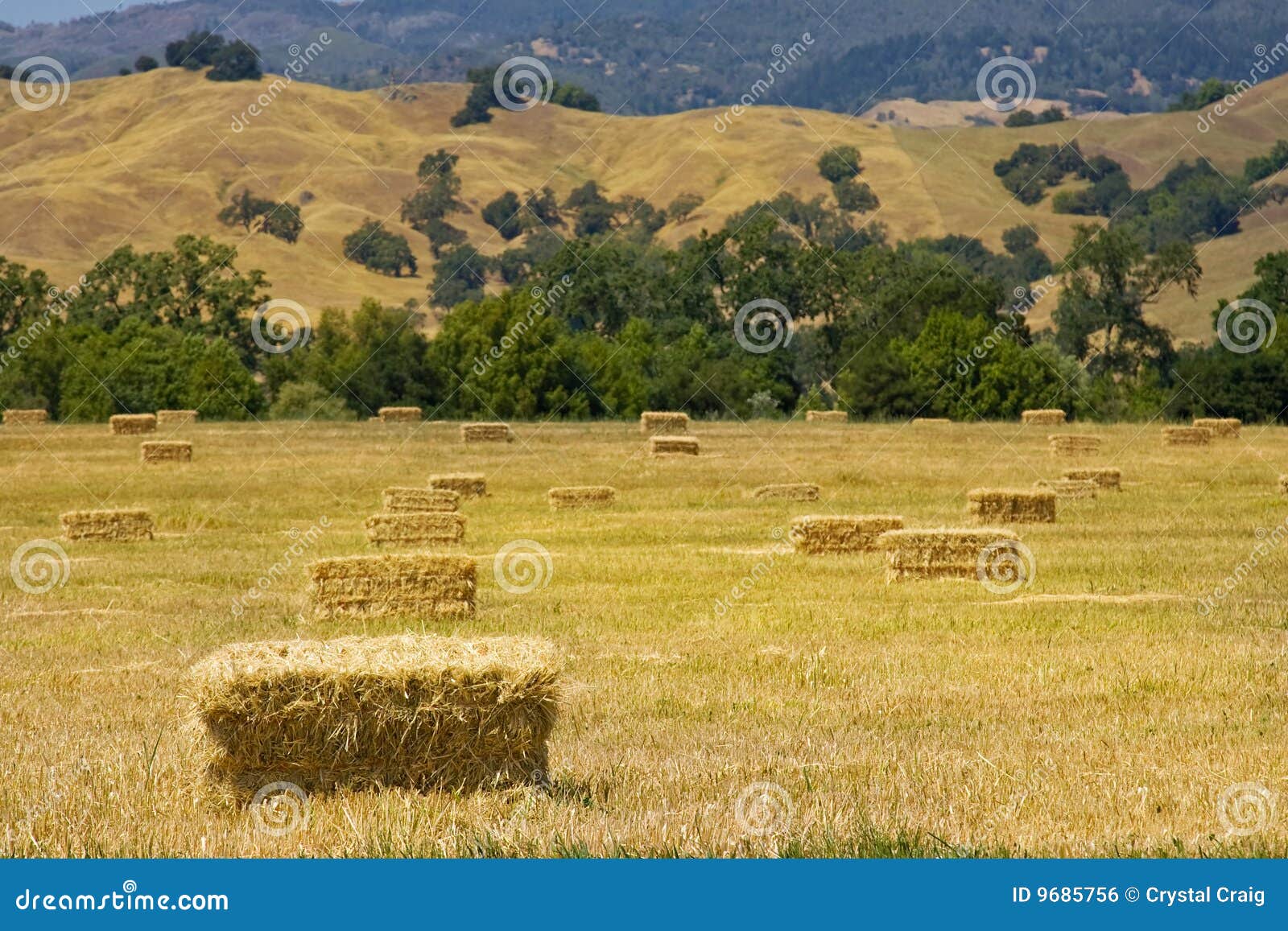Hay bales in a field stock photo. Image of crop, gathered - 9685756