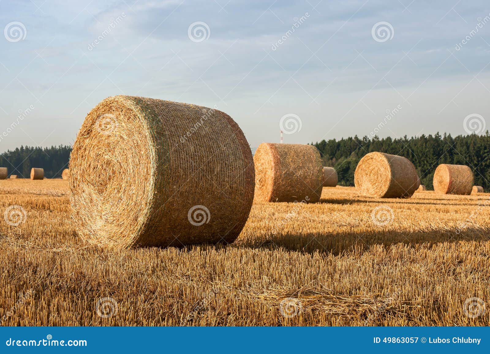 Hay Bales on the Field after Harvest Stock Image - Image of golden ...