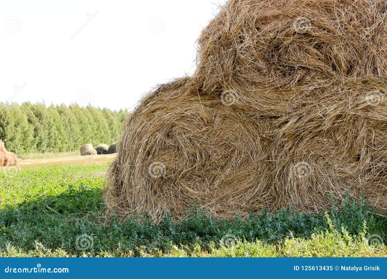 Bales of meadow hay stock image. Image of august, bunch - 125613435