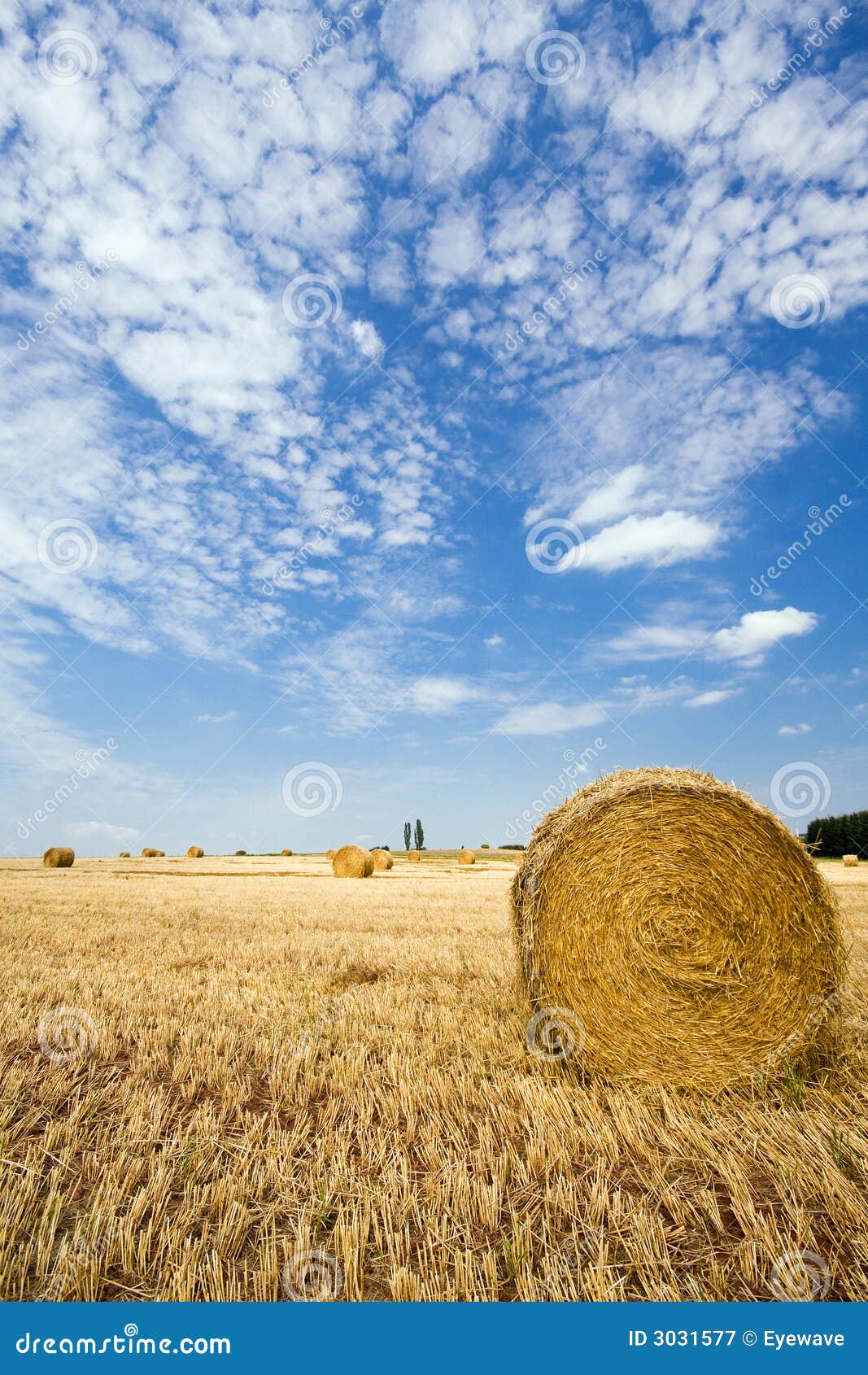 Hay Bales on a Field in Summer Stock Image - Image of agriculture ...
