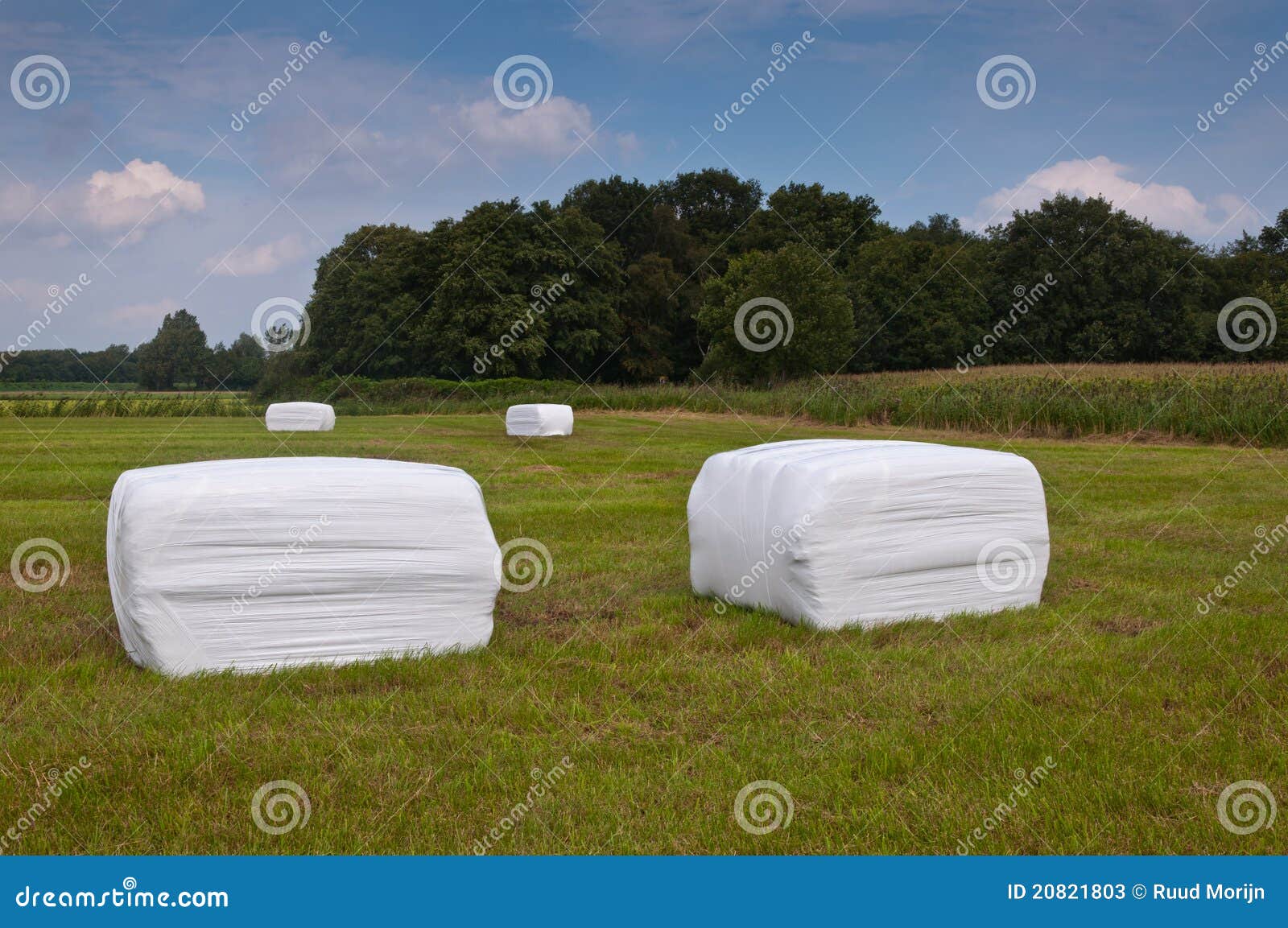 Hay Bales in the Field Waiting for Transport Stock Image - Image of ...