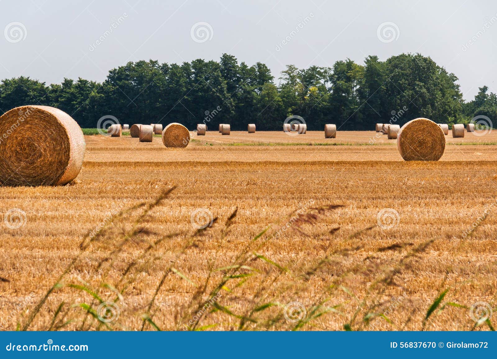 Hay bales in the fields stock photo. Image of meadow - 56837670