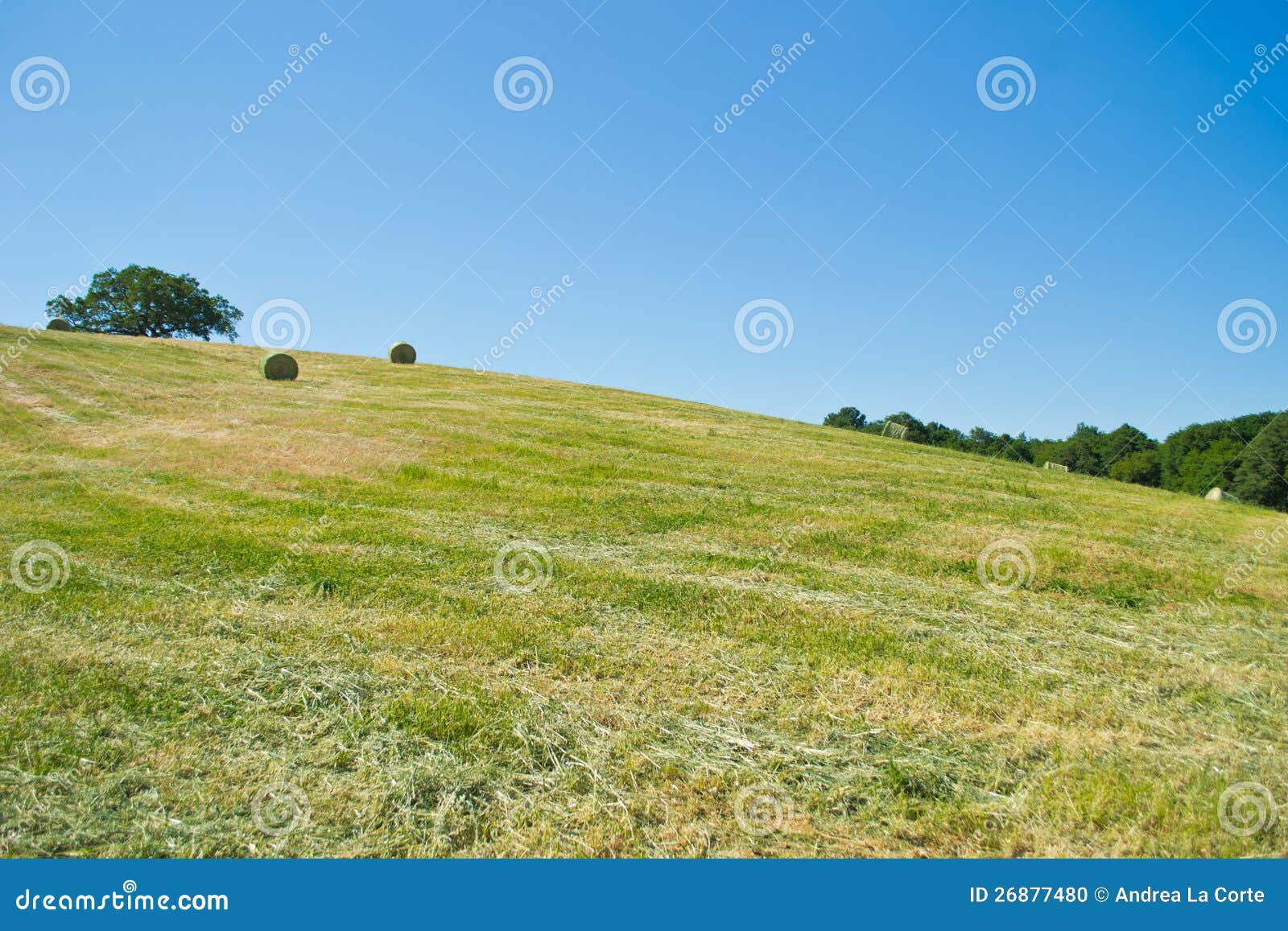 Hay bales in a green field stock photo. Image of meadow - 26877480