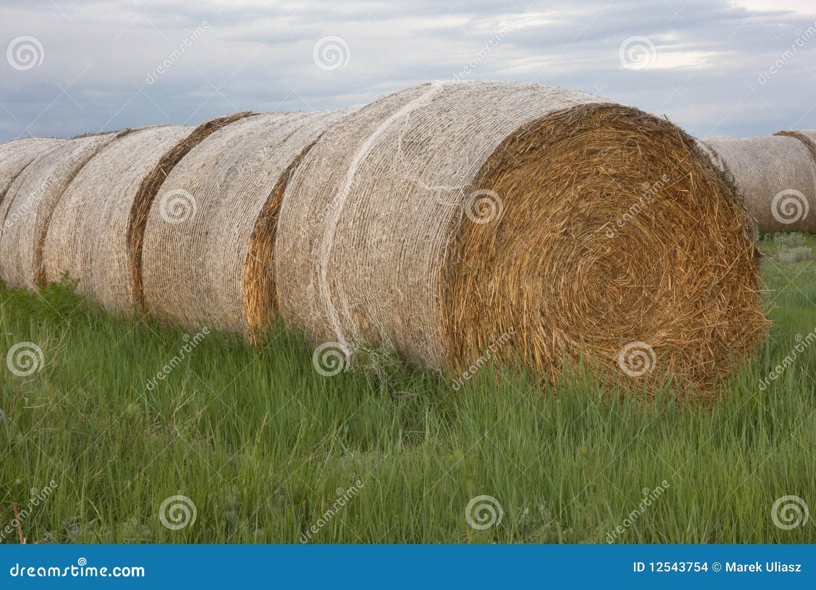 Hay bales and green grass stock photo. Image of farmland - 12543754