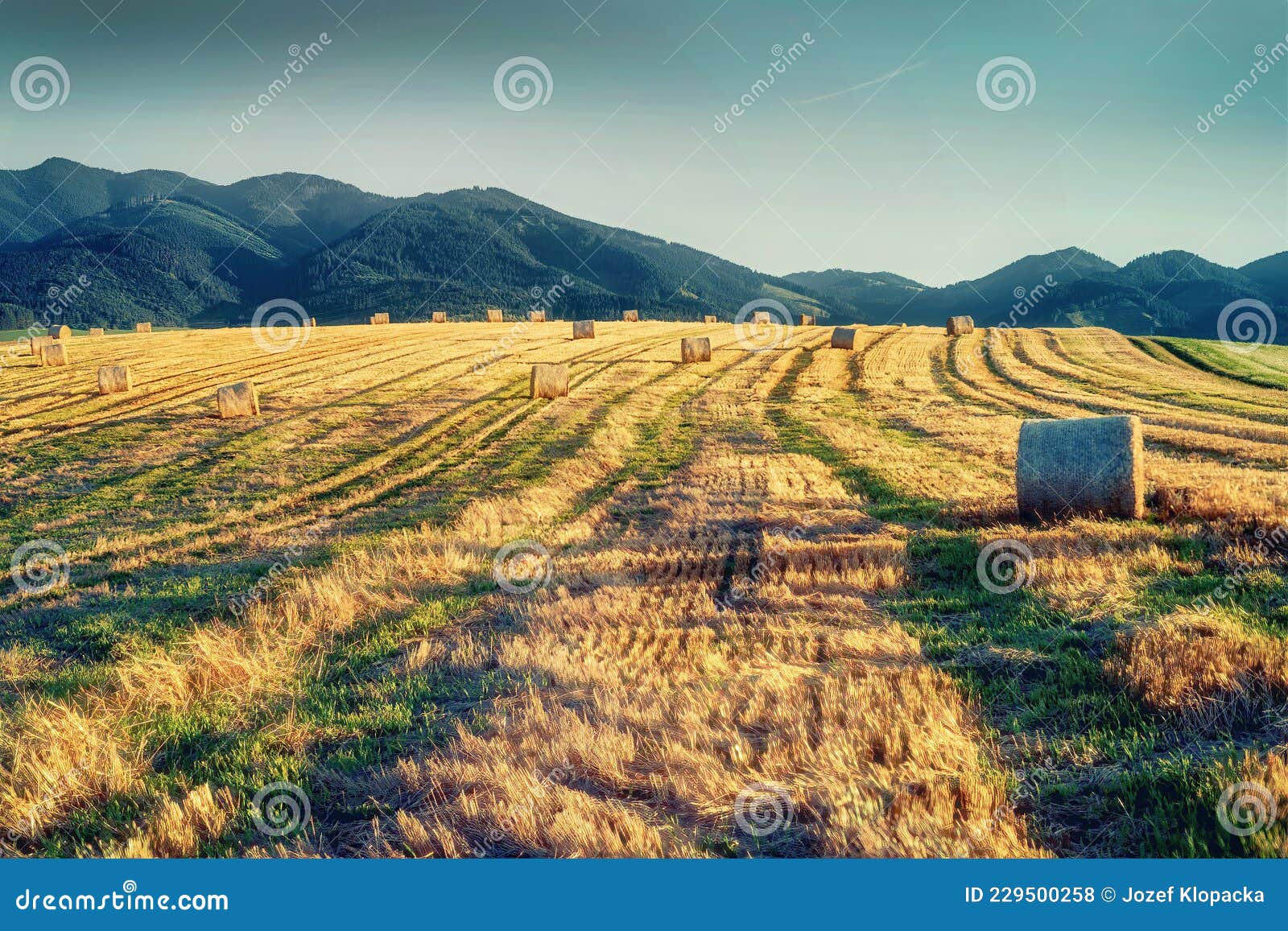 Hay Bales Lay in a Freshly Mowed Field. Stock Photo - Image of heap ...