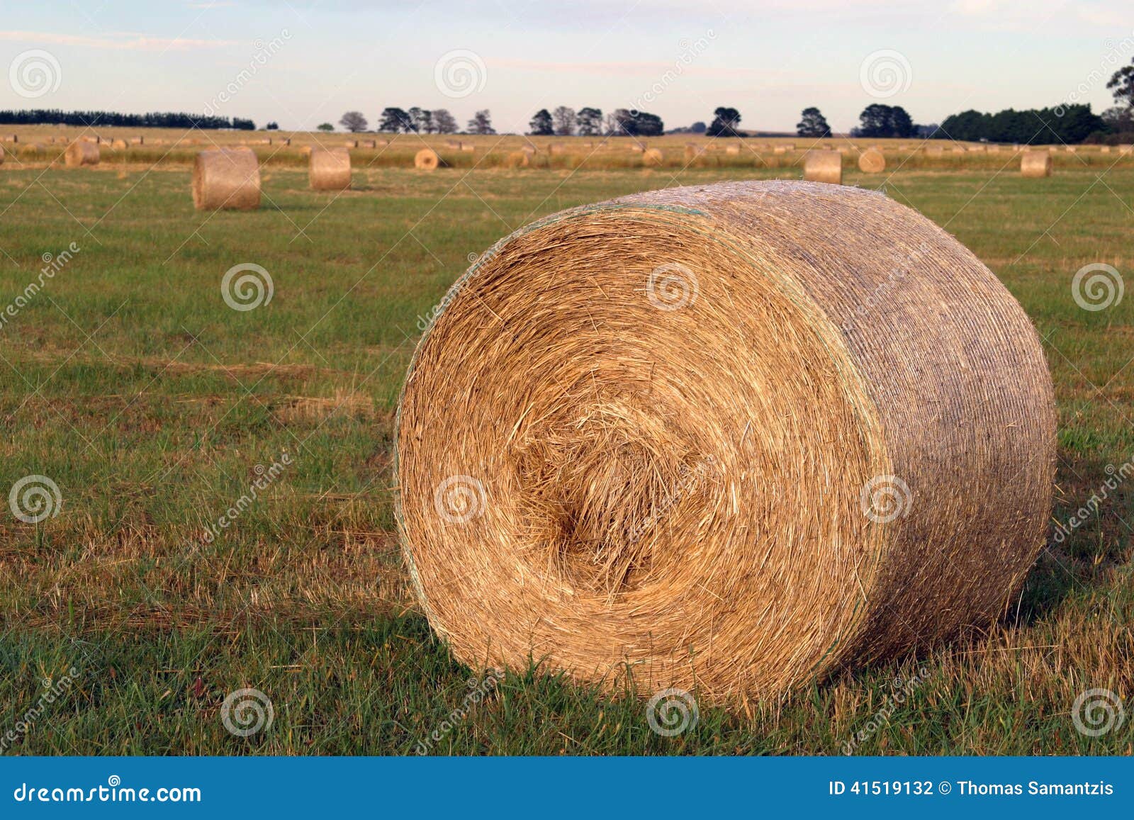 Hay bales stock photo. Image of feed, paddock, livestock - 41519132