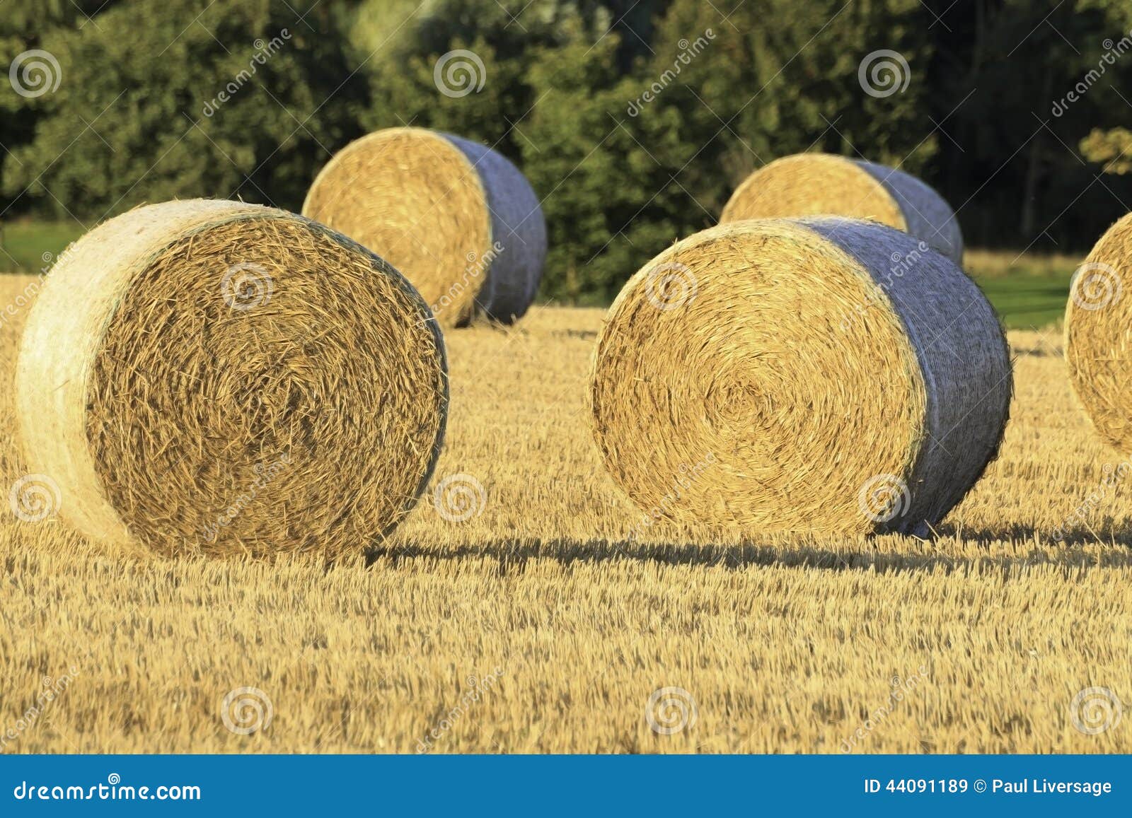 Hay bales ready for winter stock image. Image of bales - 44091189