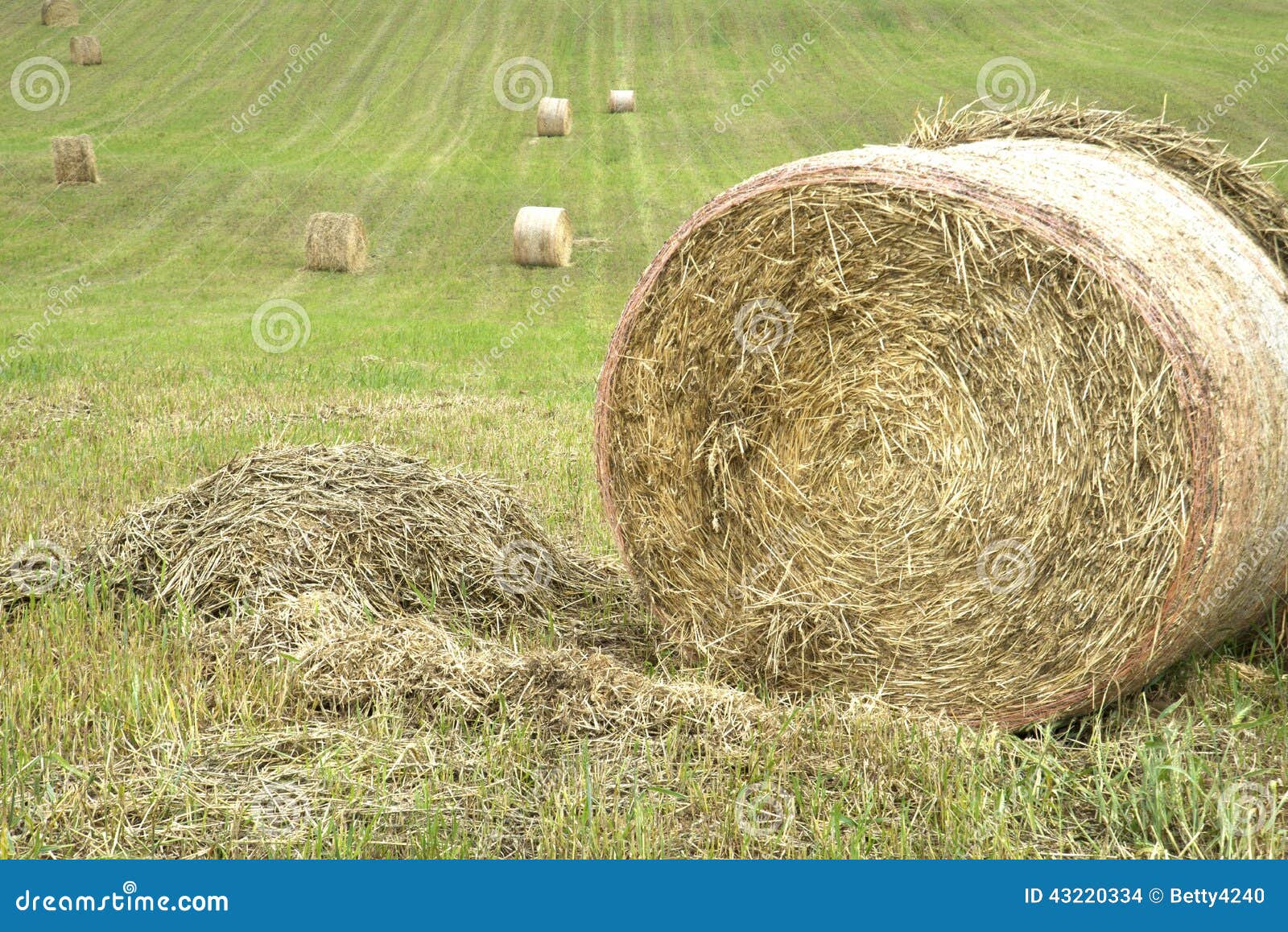 Hay Bales Rolled in a Hay Field. Stock Photo - Image of agricultural ...
