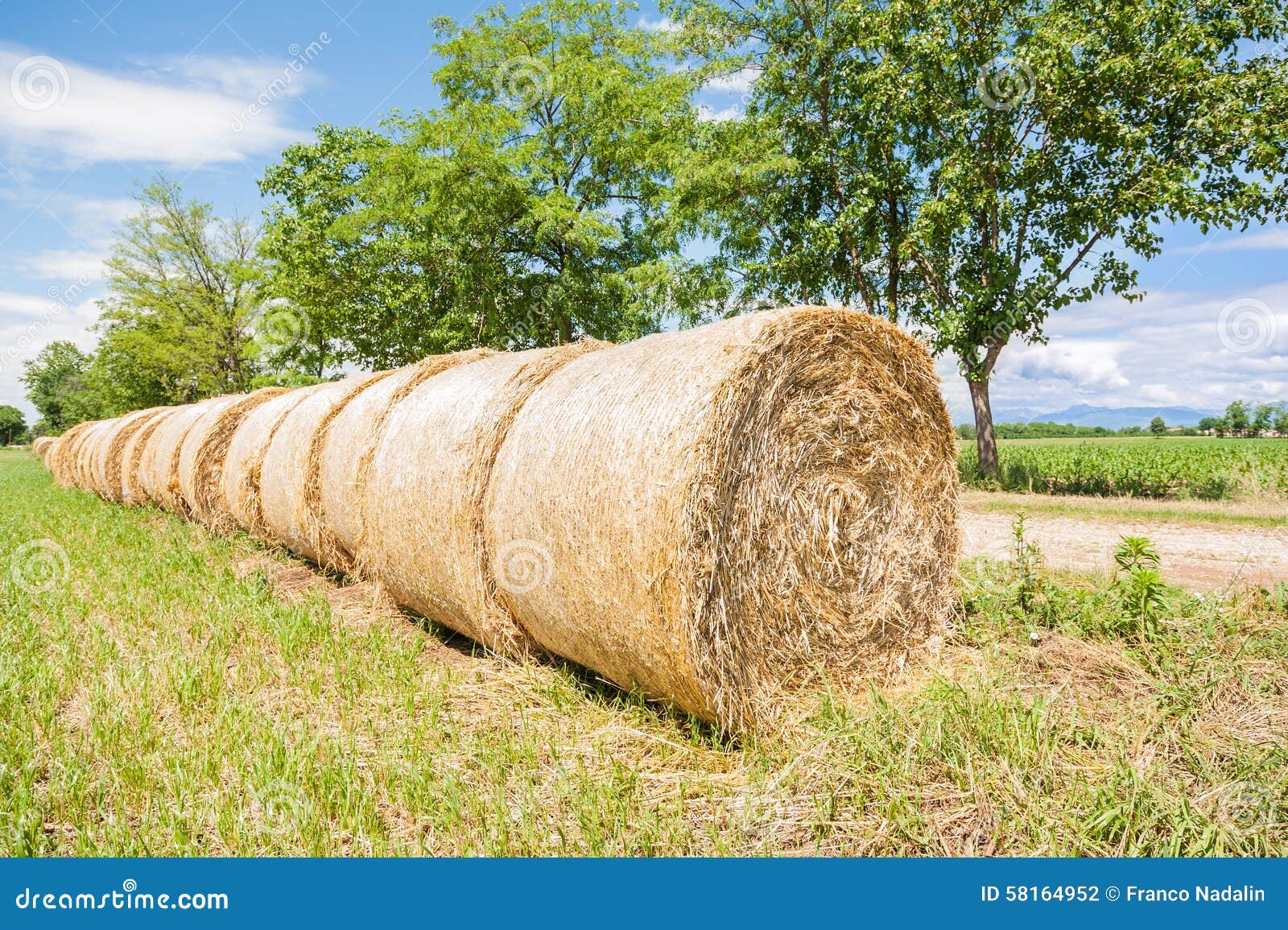 Hay bales in row. stock photo. Image of natural, field - 58164952