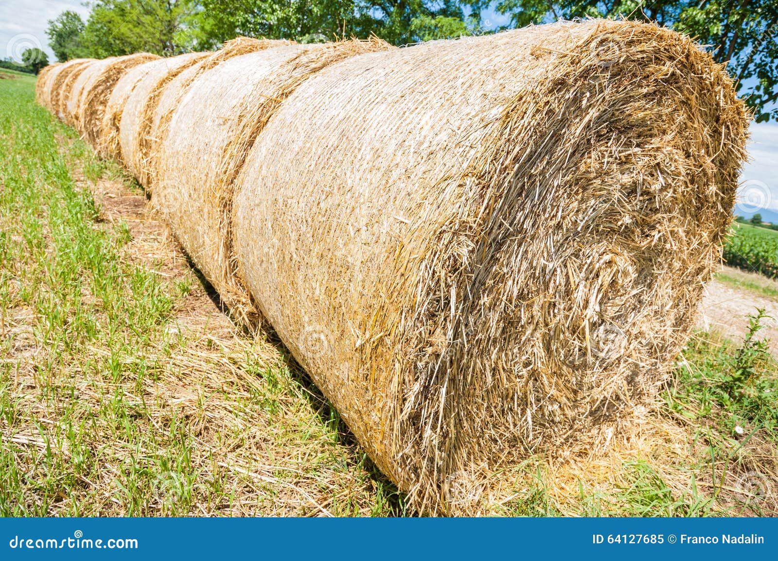 Hay bales in row. stock image. Image of bales, blue, grow - 64127685