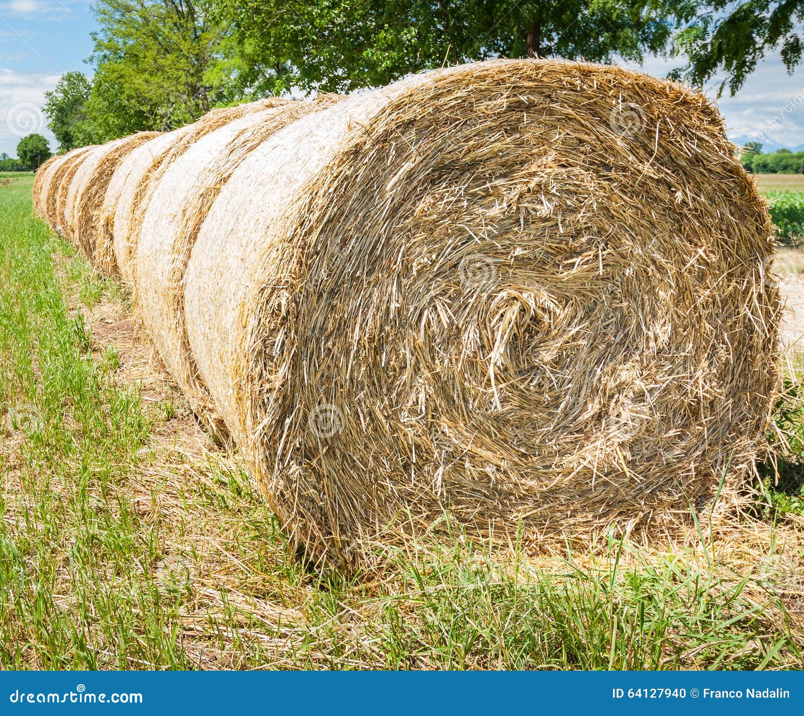 Hay bales in row. stock photo. Image of grass, grain - 64127940