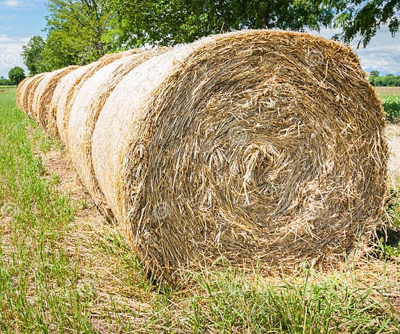 Hay bales in row. stock photo. Image of grass, grain - 64127940