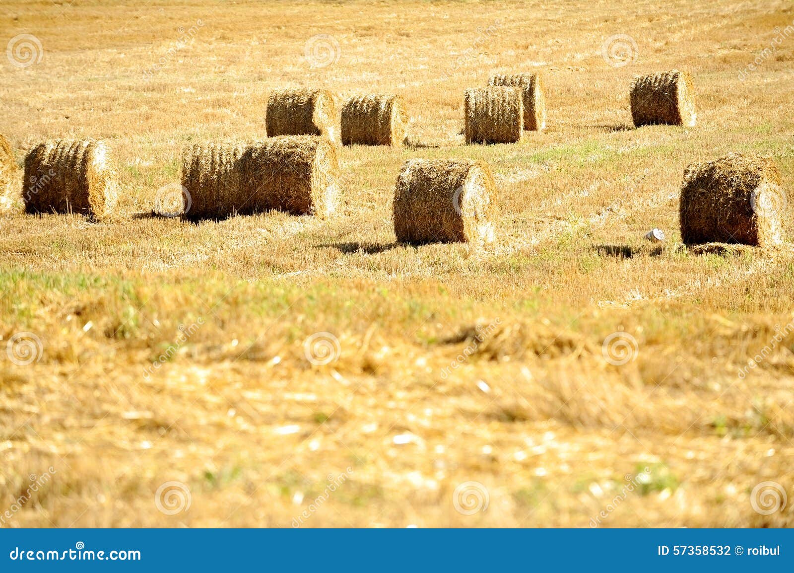 Hay bales stock photo. Image of livestock, harvesting - 57358532