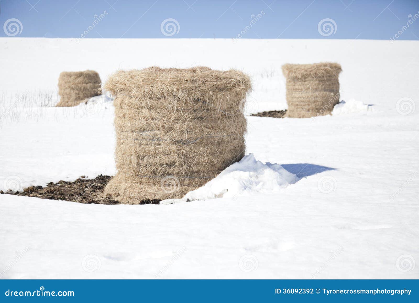 Hay bales in the snow stock photo. Image of snow, farming - 36092392