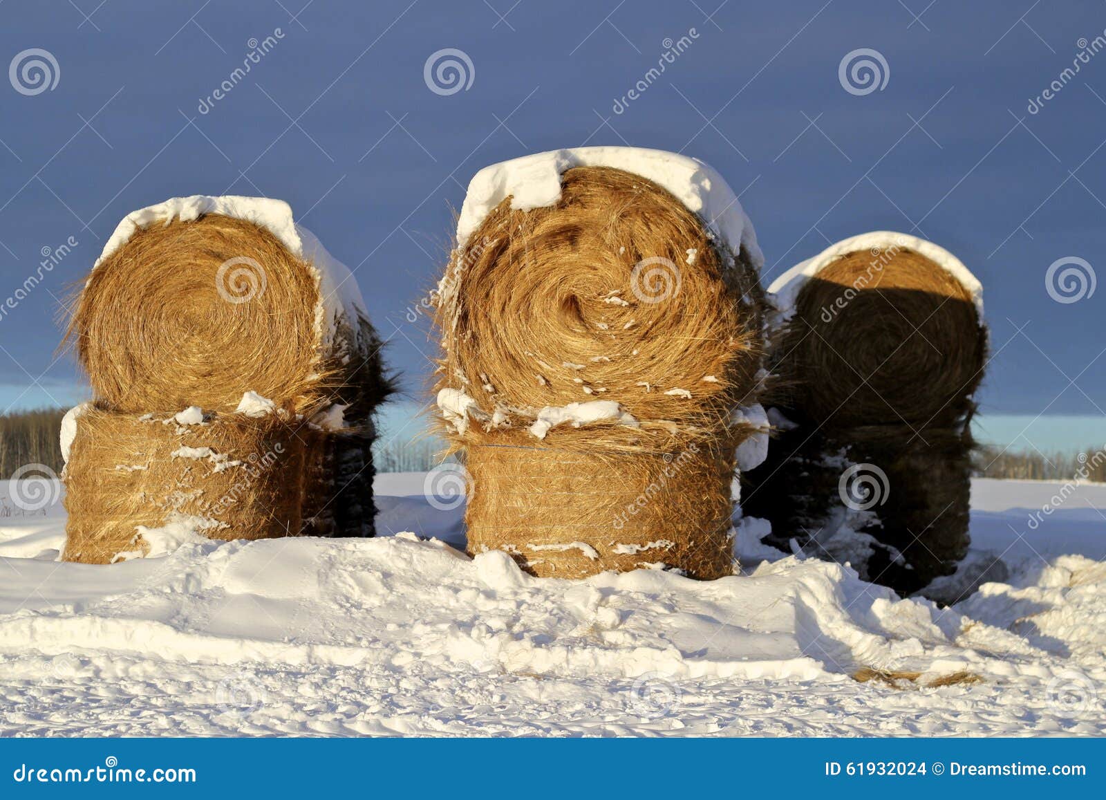 Hay bales with snow stock photo. Image of covered, stack - 61932024