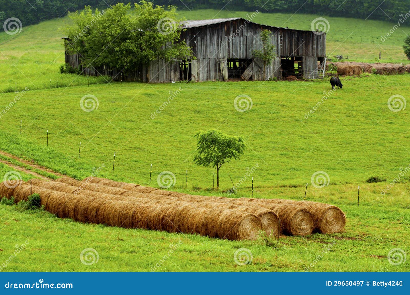 Hay Bales Stand Near an Old Barn and Cattle. Stock Image - Image of ...