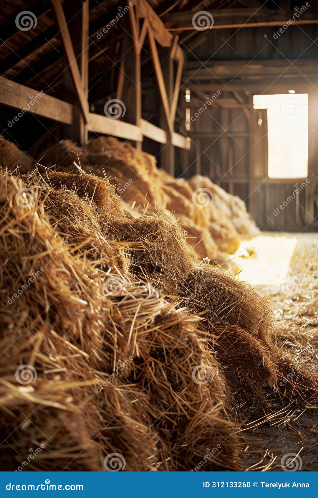 Hay Bales and Straw Inside Barn. a Pile of Hay in the Barn Stock Photo ...