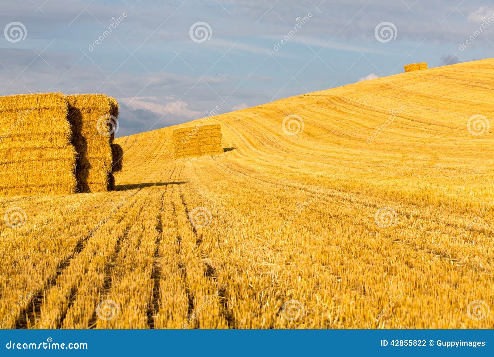 Hay bales at sunset stock photo. Image of farmland, nature - 42855822