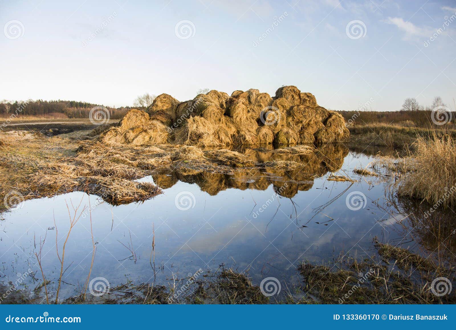 Hay bales in the water stock photo. Image of natural - 133360170