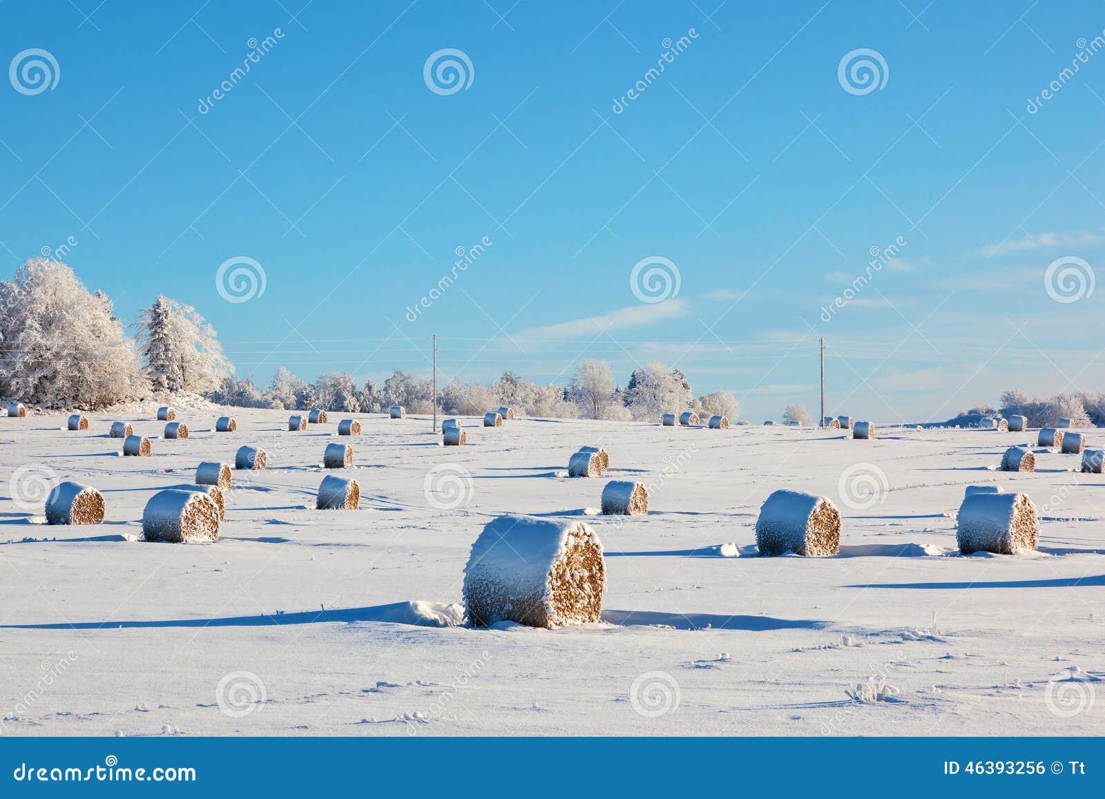 Hay bales in winter stock photo. Image of scene, landscape - 46393256
