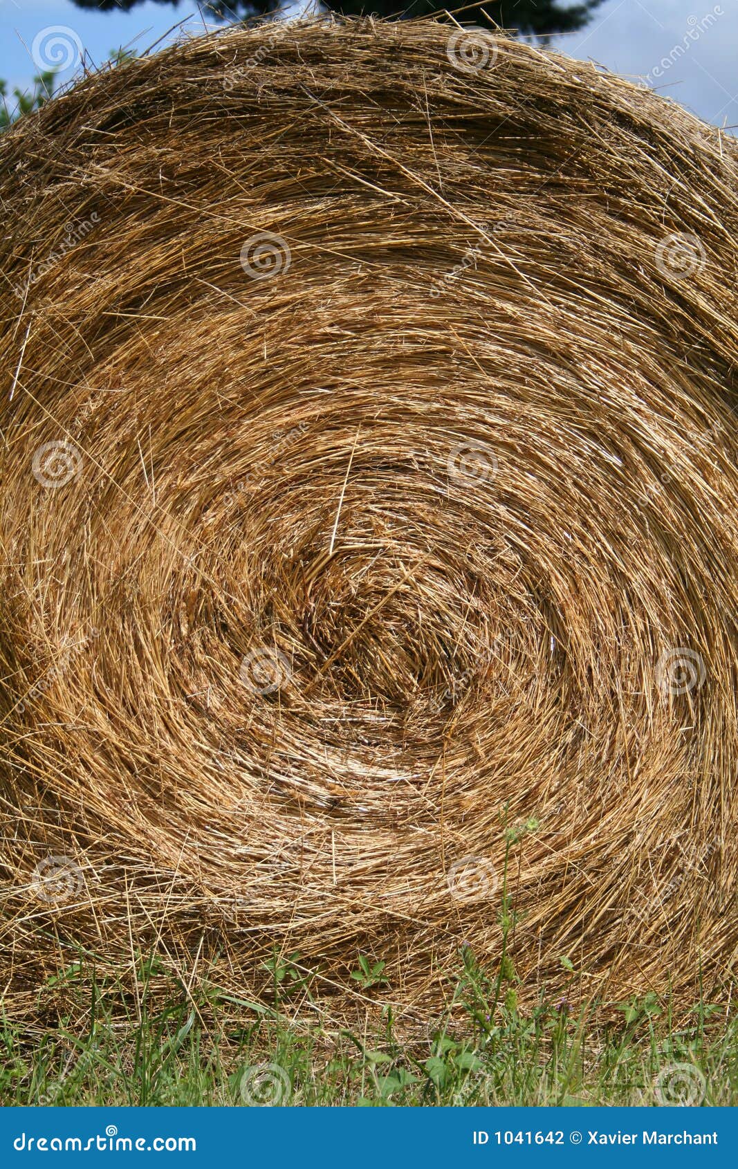 Hay ball close stock photo. Image of sneeze, field, animal - 1041642