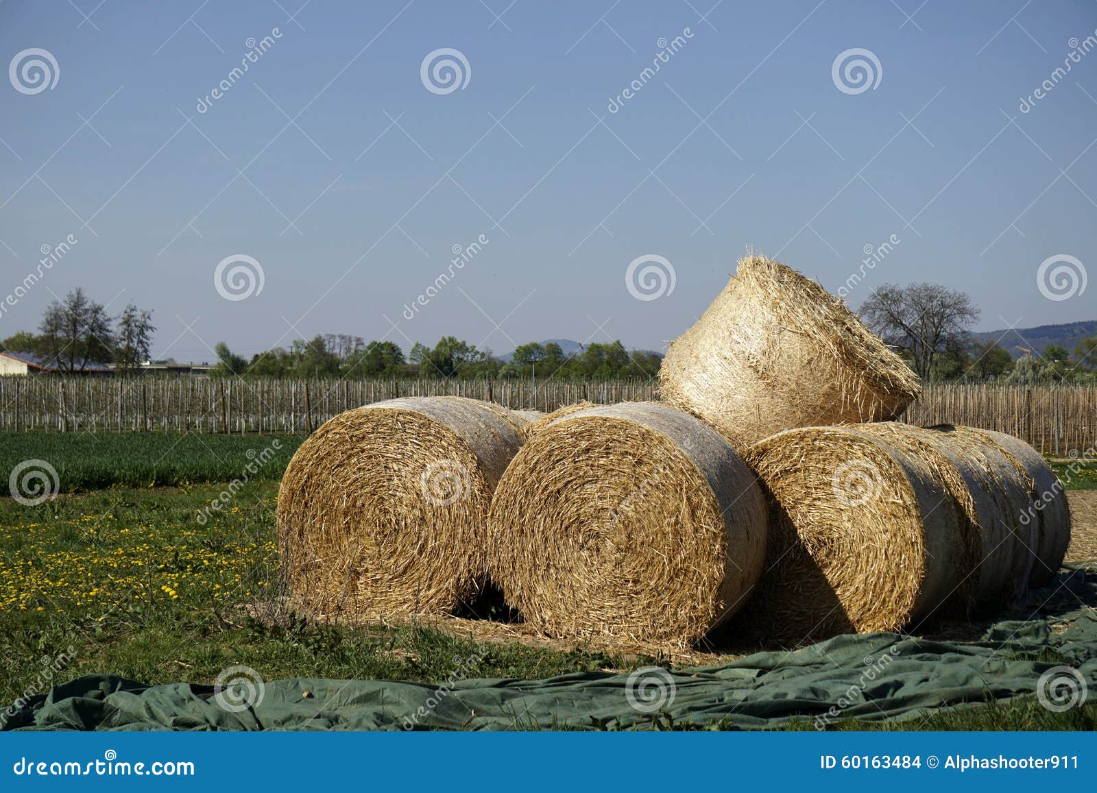Hay balls stock photo. Image of balls, field, food, herbaceous - 60163484