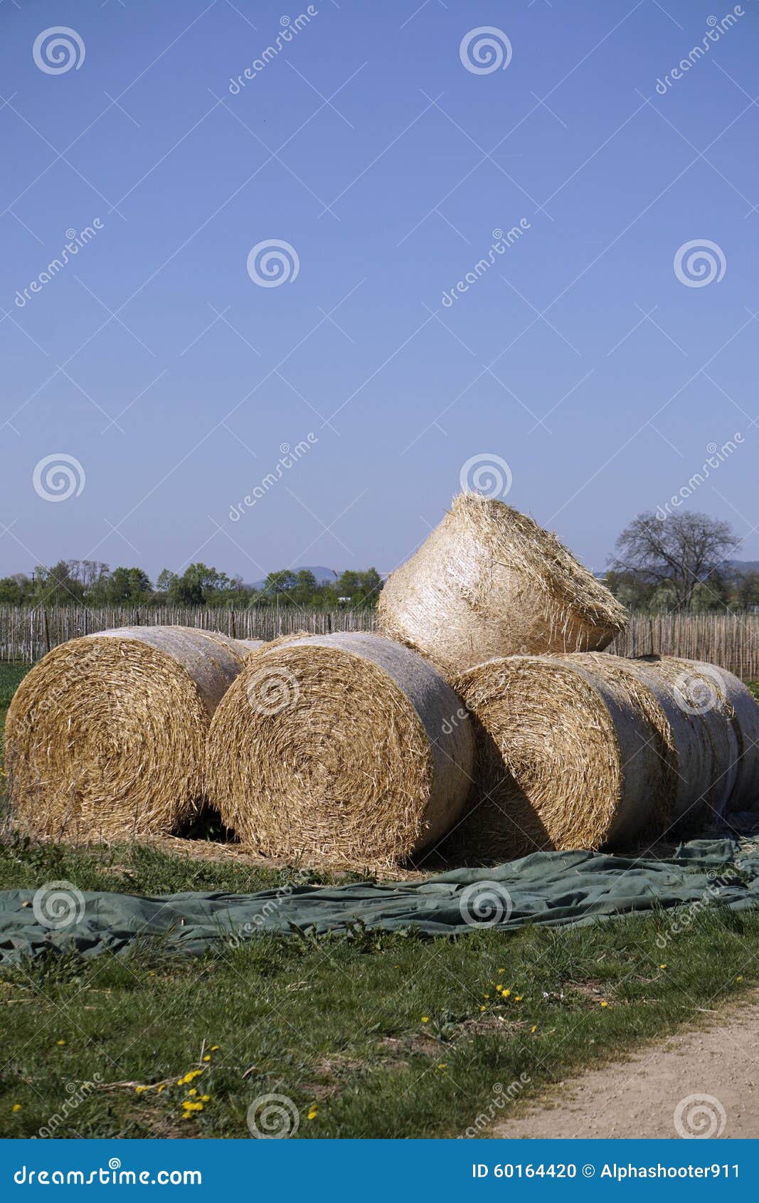 Hay balls stock photo. Image of farmer, grass, nature - 60164420