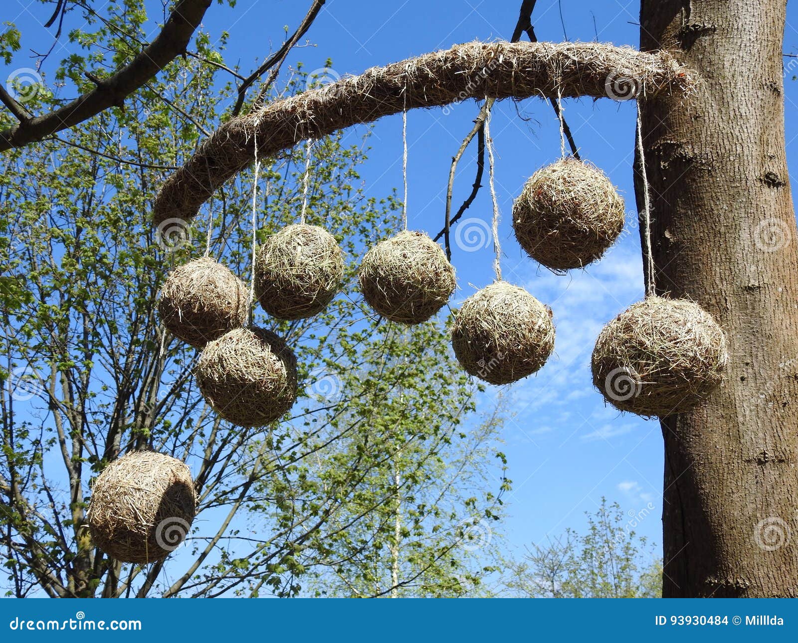 Hay Balls Hanging on Tree Branch Stock Photo - Image of create, tree ...